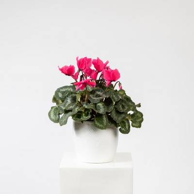 Single Plant: Order Flowers Online | Interflora India | ID1193958